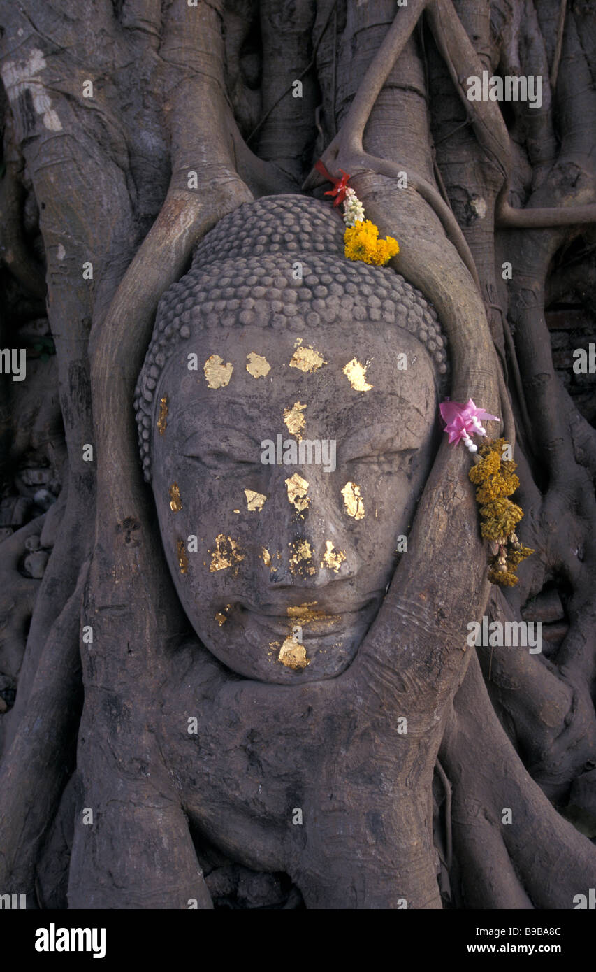 Buddha head in Banyan Tree Wat Mahathat Ayuthaya Stock Photo - Alamy