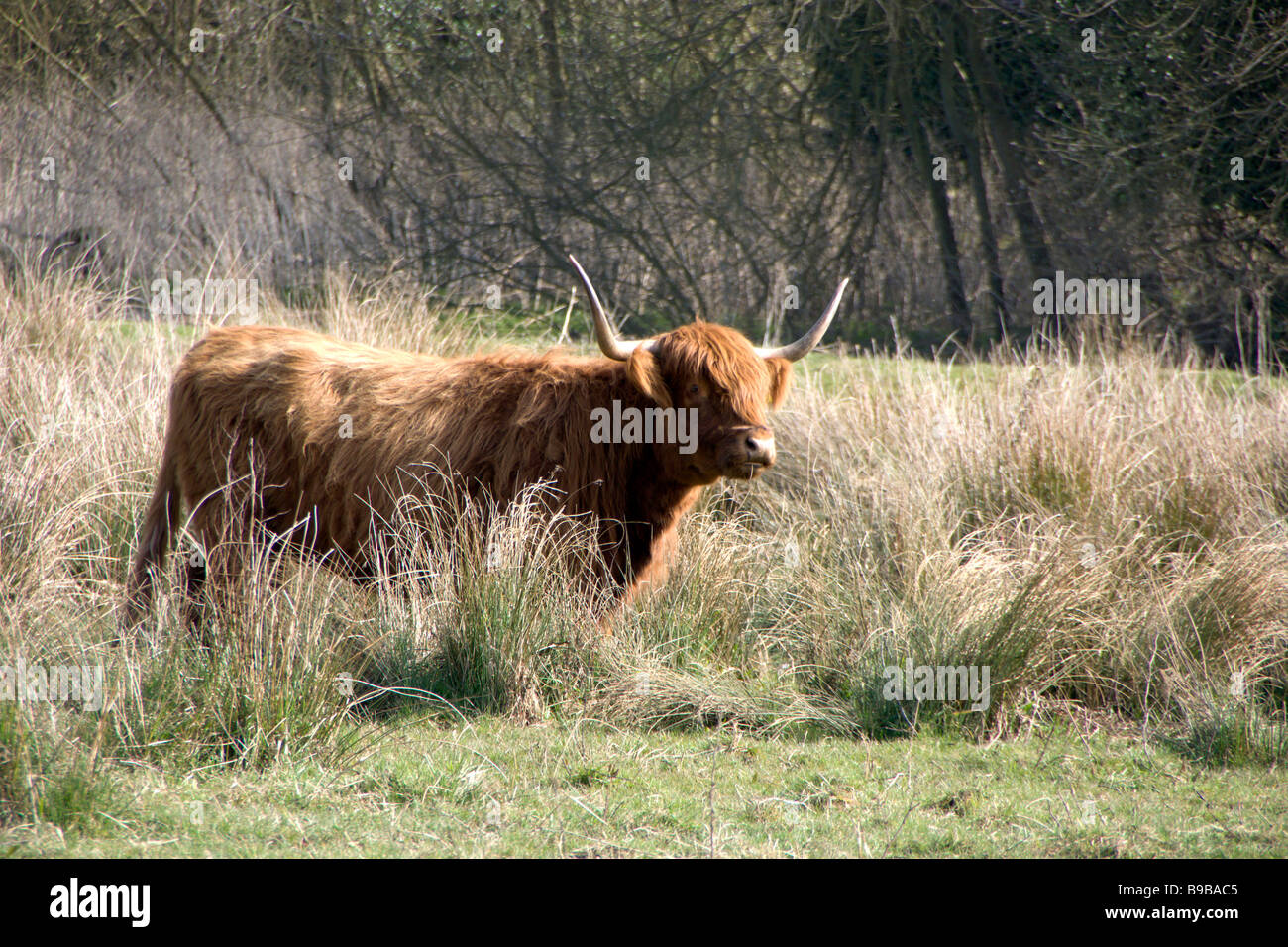 Scrub bull hi-res stock photography and images - Alamy
