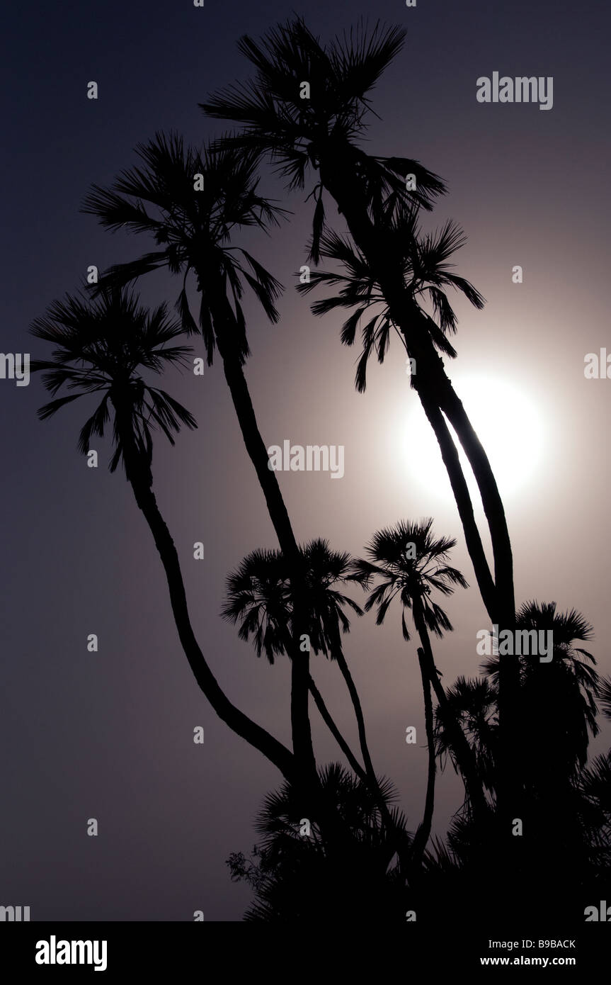 Haze-Filtered Sun Looming above Doum Palms 1 Stock Photo - Alamy