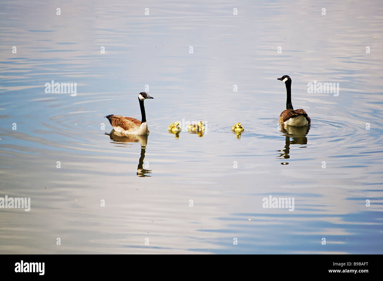 Canada geese goslings branta canadensis hi-res stock photography and ...