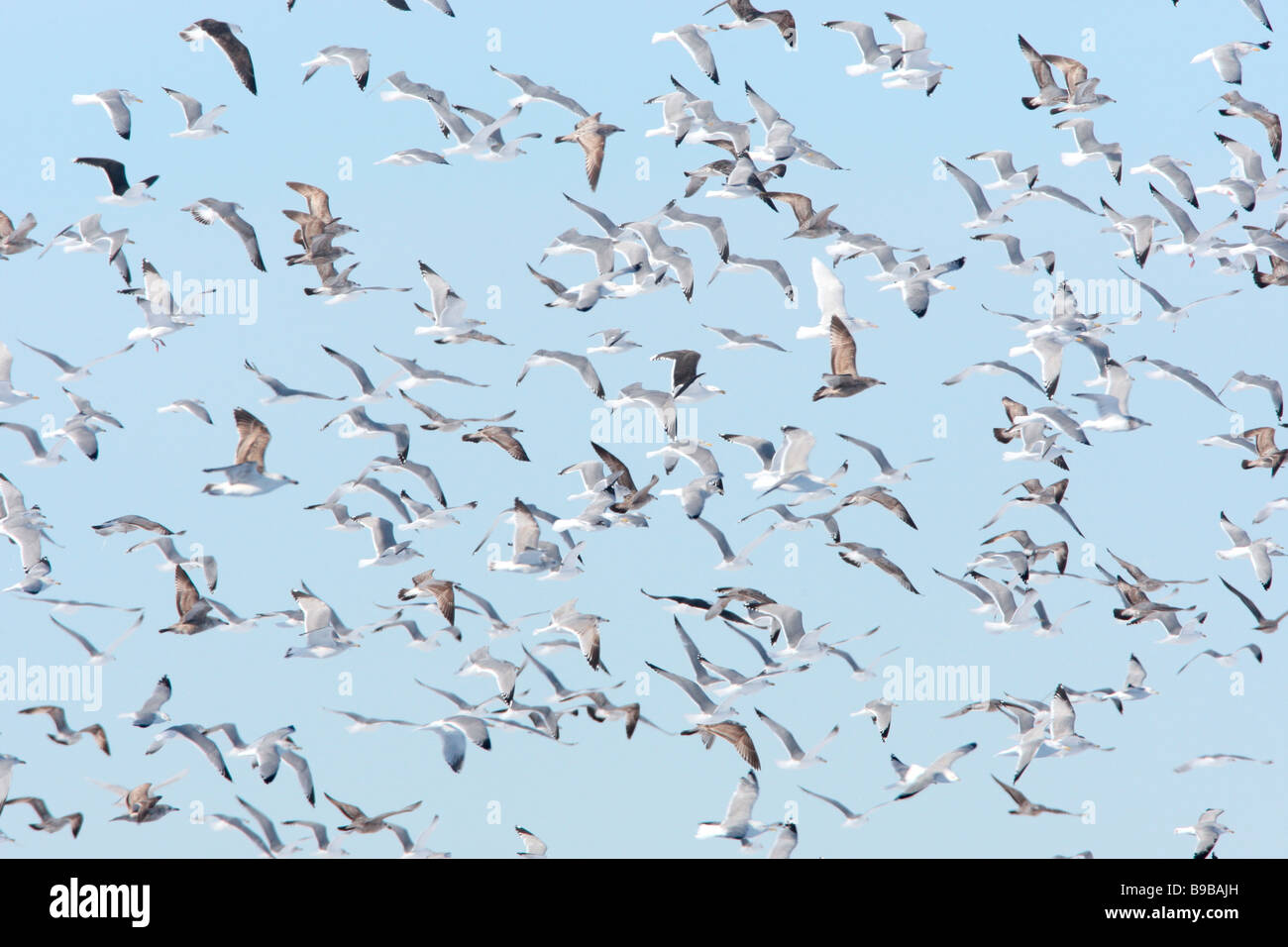Gull flock Herring Ring billed Greater Black backed Stock Photo - Alamy