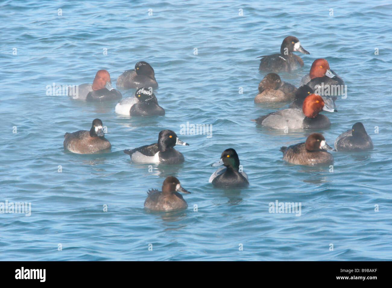 Small raft of Ring necked Redhead and Lesser Scaup Ducks on Lake Erie ...