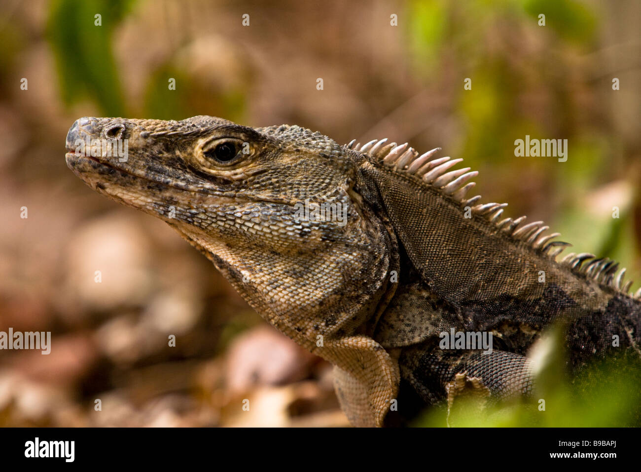 Black Spiny-tailed Iguana or Black Iguana (Ctenosaura similis) at ...