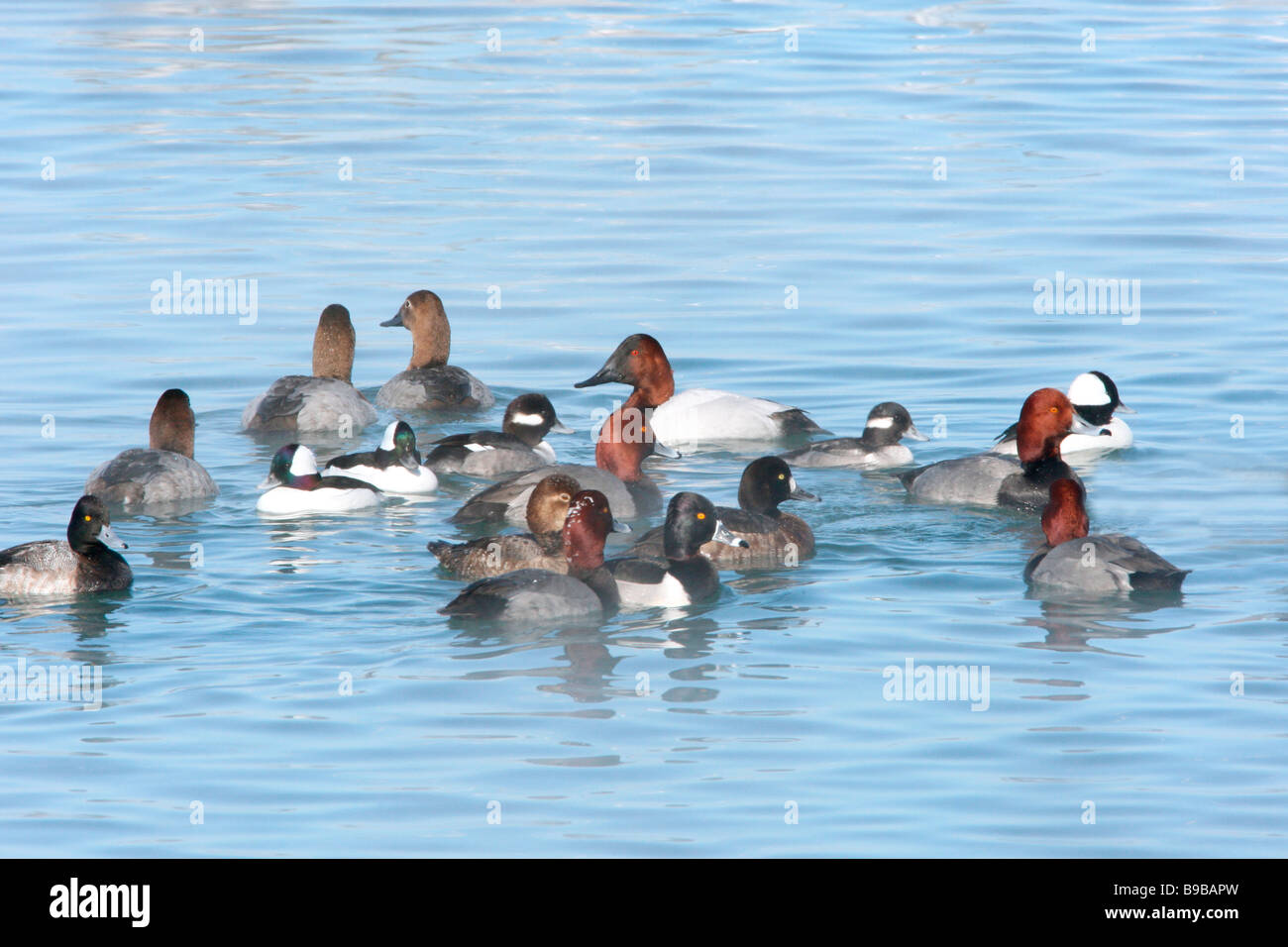 Small raft of Ring necked Redhead Bufflehead and Canvasback Ducks on ...