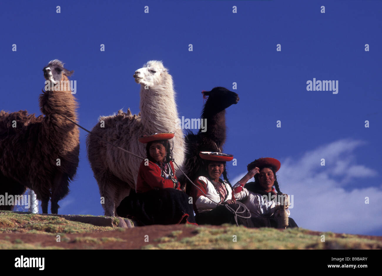 Quechua Indian women spinning llama wool and tending their llamas ...