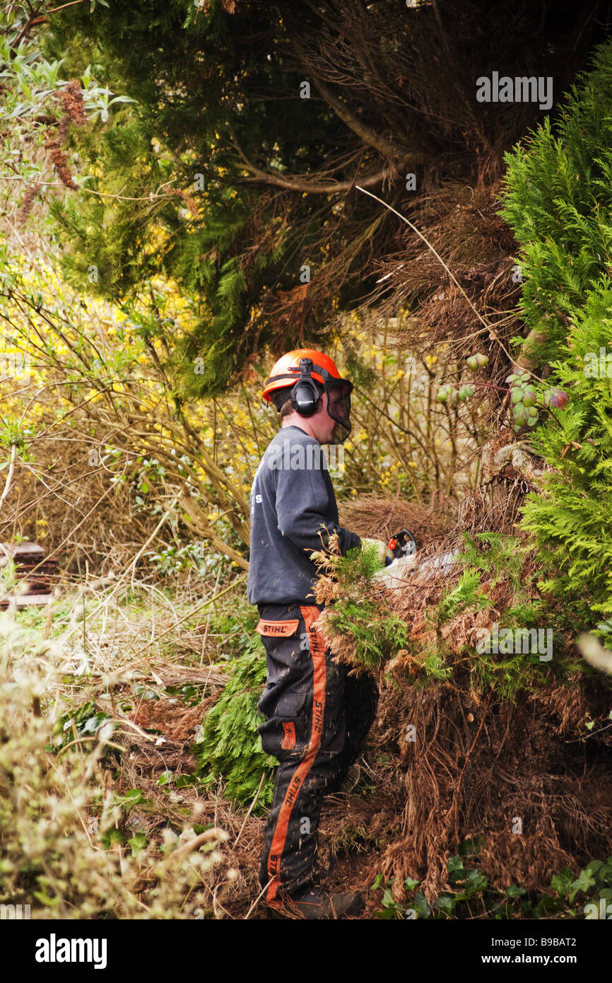 a tree surgeon chopping down a rotten tree Stock Photo - Alamy