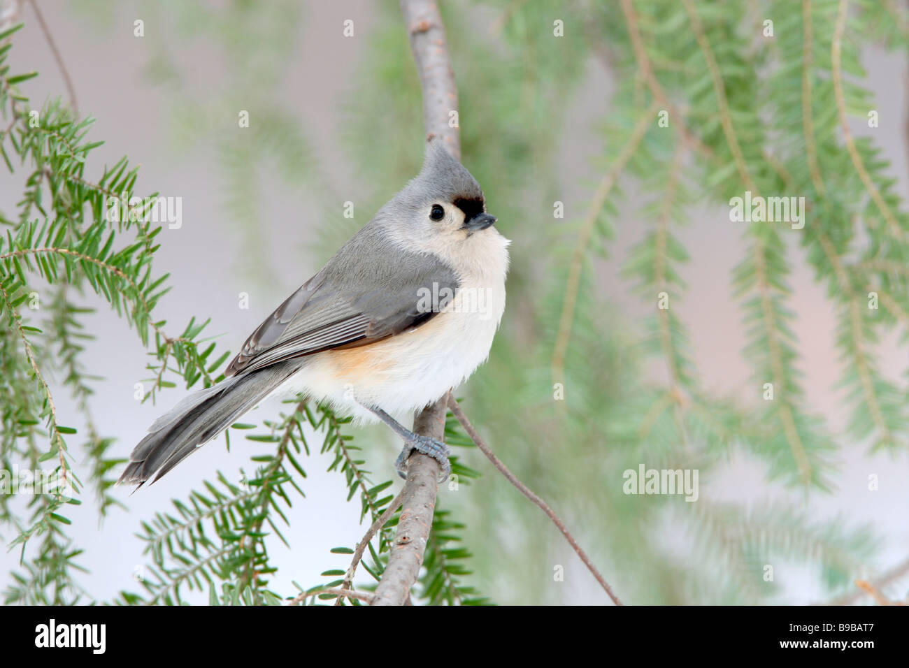 Titmouse bird songbird birds hi-res stock photography and images - Alamy