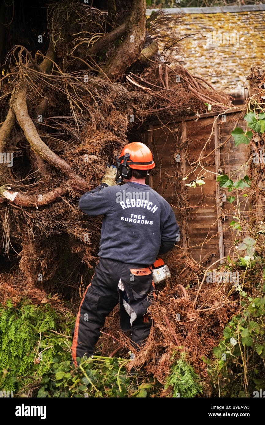 a tree surgeon chopping down a rotten tree Stock Photo - Alamy