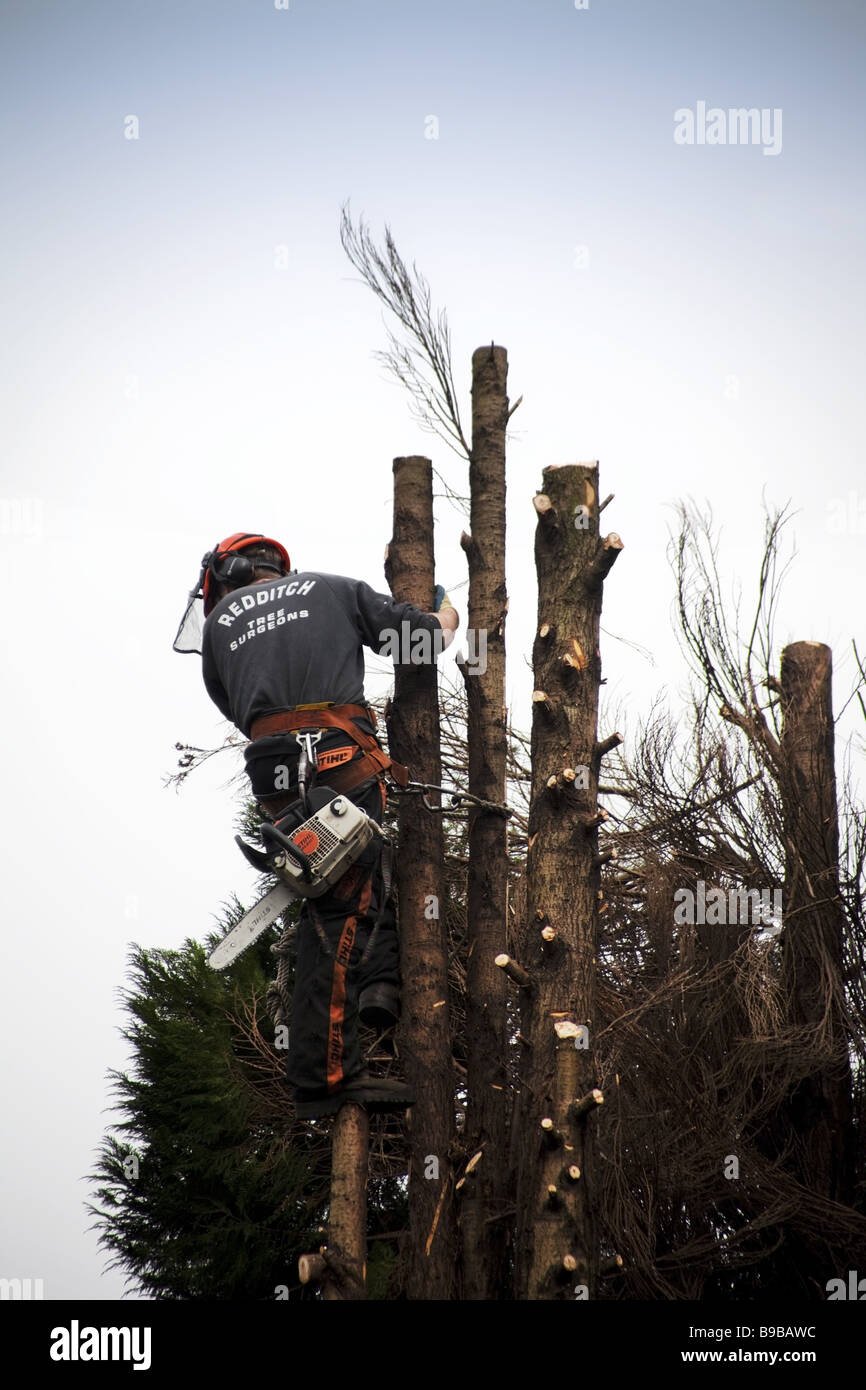 a tree surgeon chopping down a rotten tree Stock Photo - Alamy