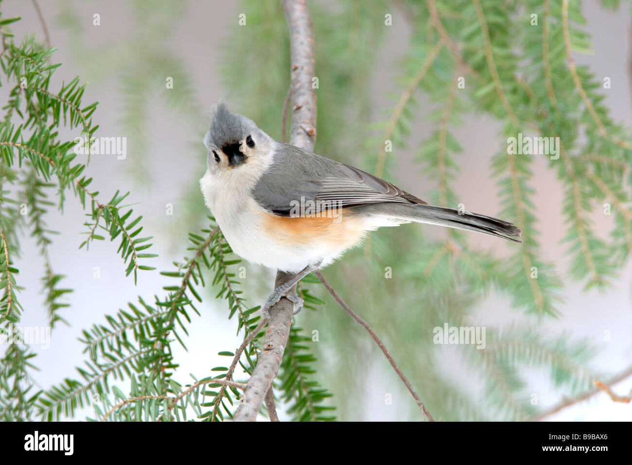 Titmouse bird songbird birds hi-res stock photography and images - Alamy