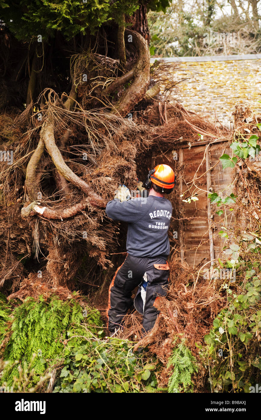 a tree surgeon chopping down a rotten tree Stock Photo - Alamy