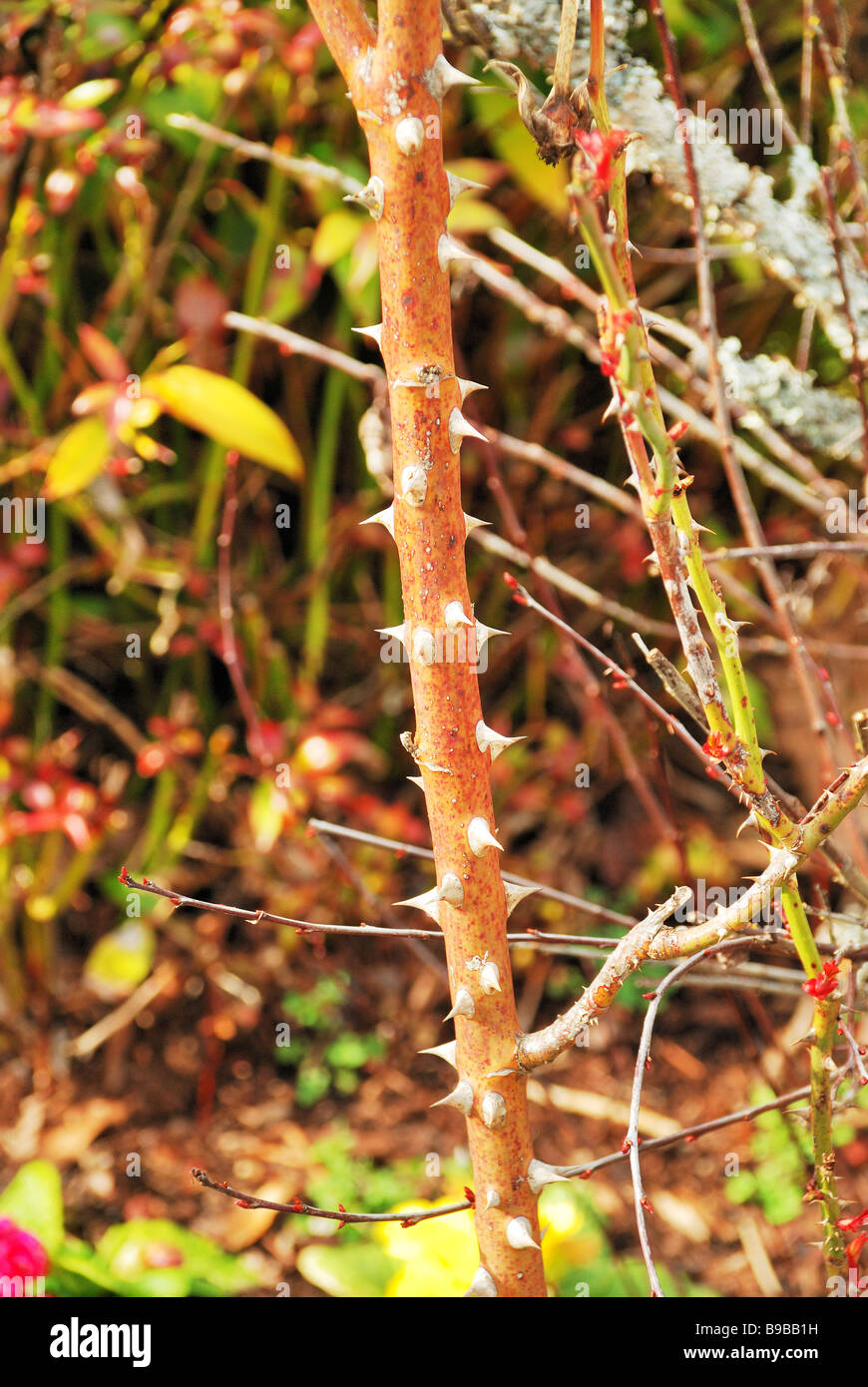 Multiple thorns hi-res stock photography and images - Alamy