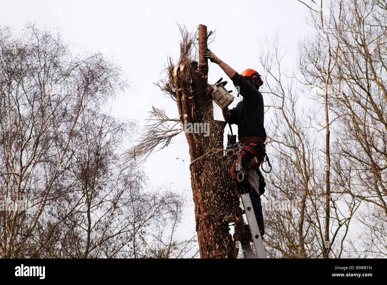 a tree surgeon chopping down a rotten tree Stock Photo - Alamy