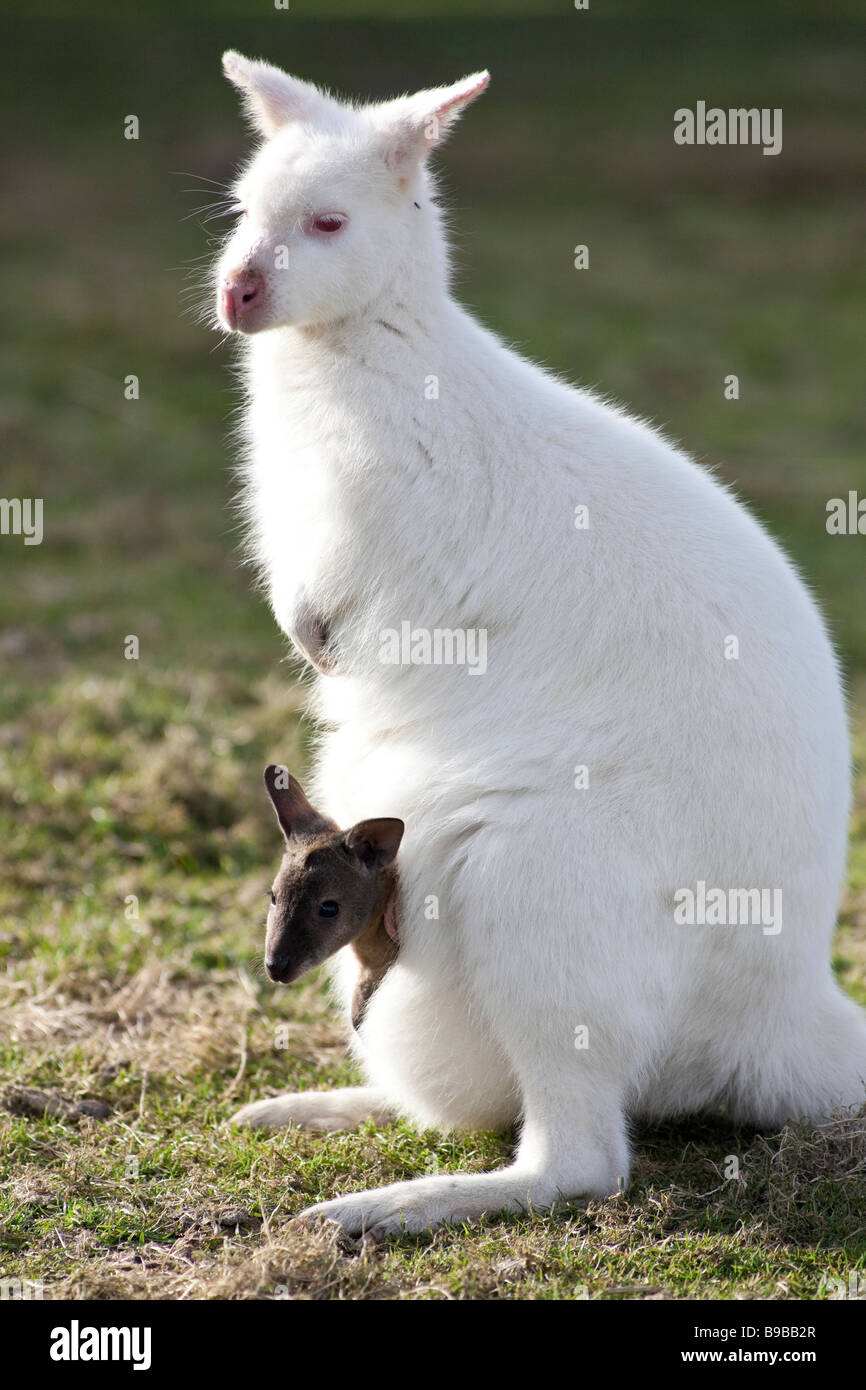 A white wallaby who gave birth to a grey baby seen here still in it s ...