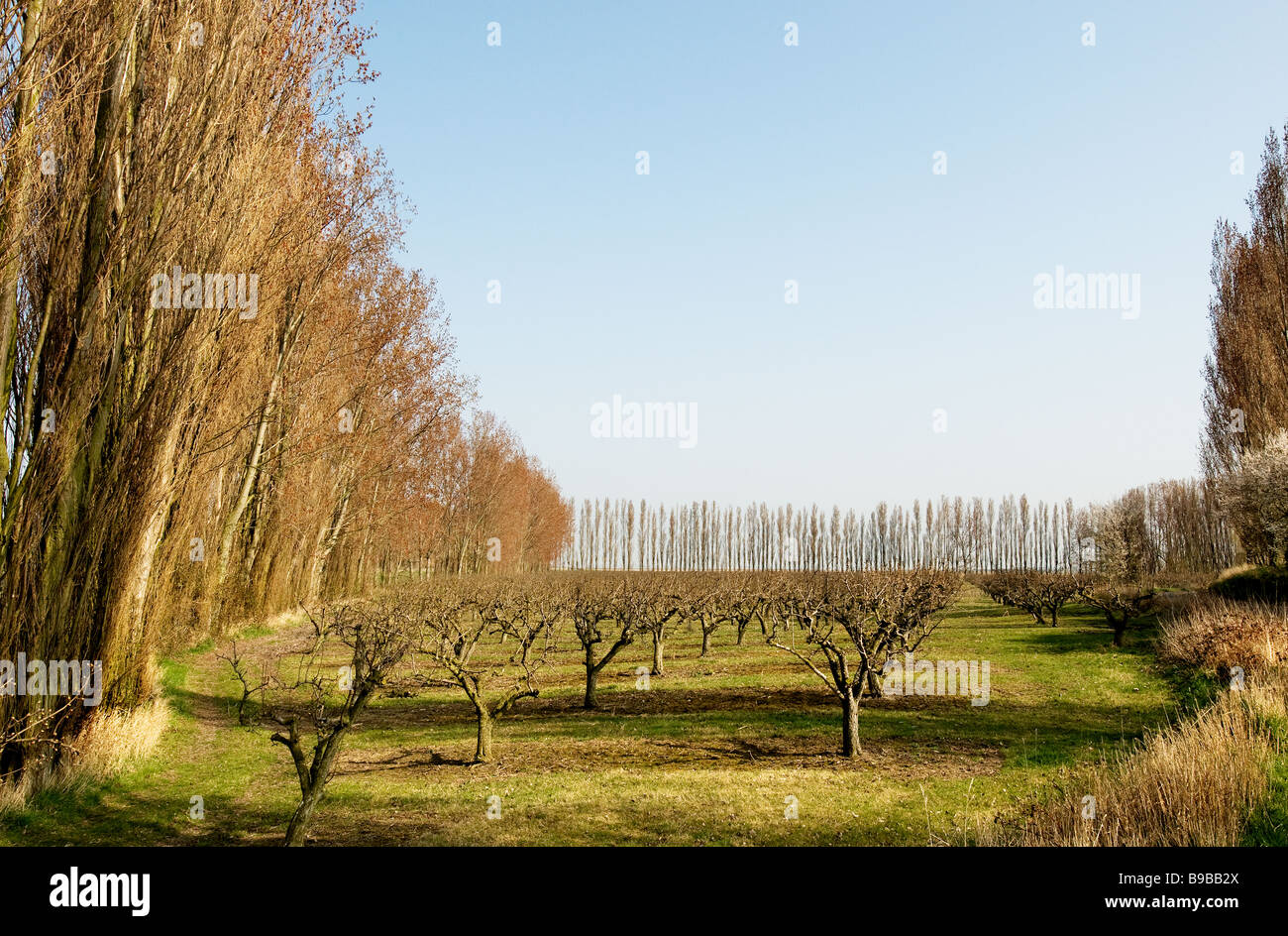 A fruit farm in Kent Stock Photo - Alamy