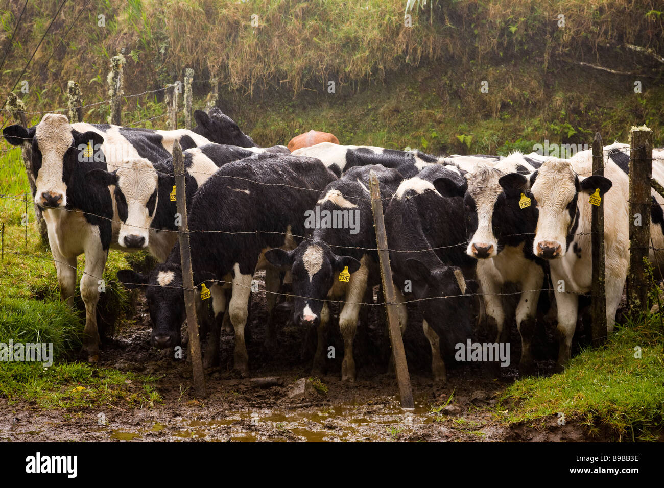Cows lined up at a fence along the road around Lake Arenal in Costa ...