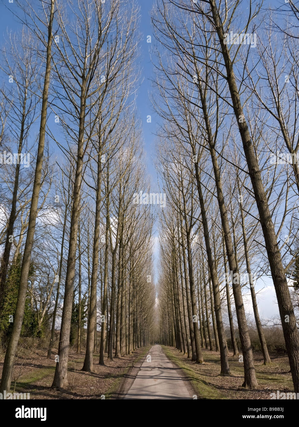 British woodland poplar hi-res stock photography and images - Alamy