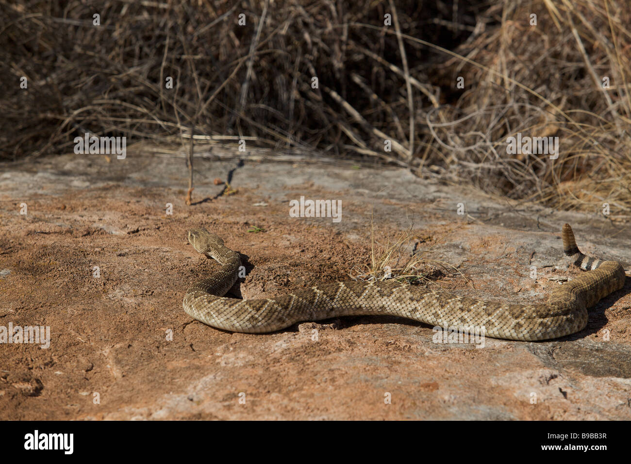 A western diamondback rattlesnake sunning on a rock in the west Texas ...