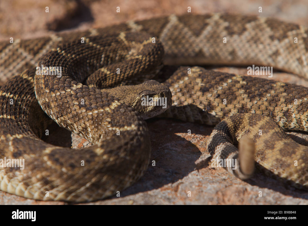 A western diamondback rattlesnake sunning on a rock in the west Texas ...