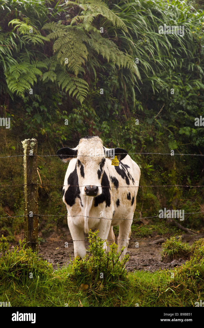 Costa rica cow hi-res stock photography and images - Alamy