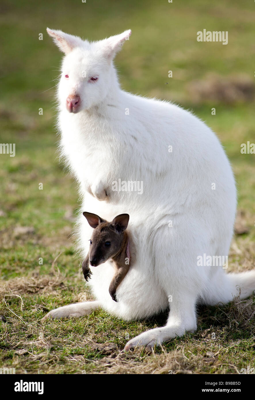 A white wallaby who gave birth to a grey baby seen here still in it s ...