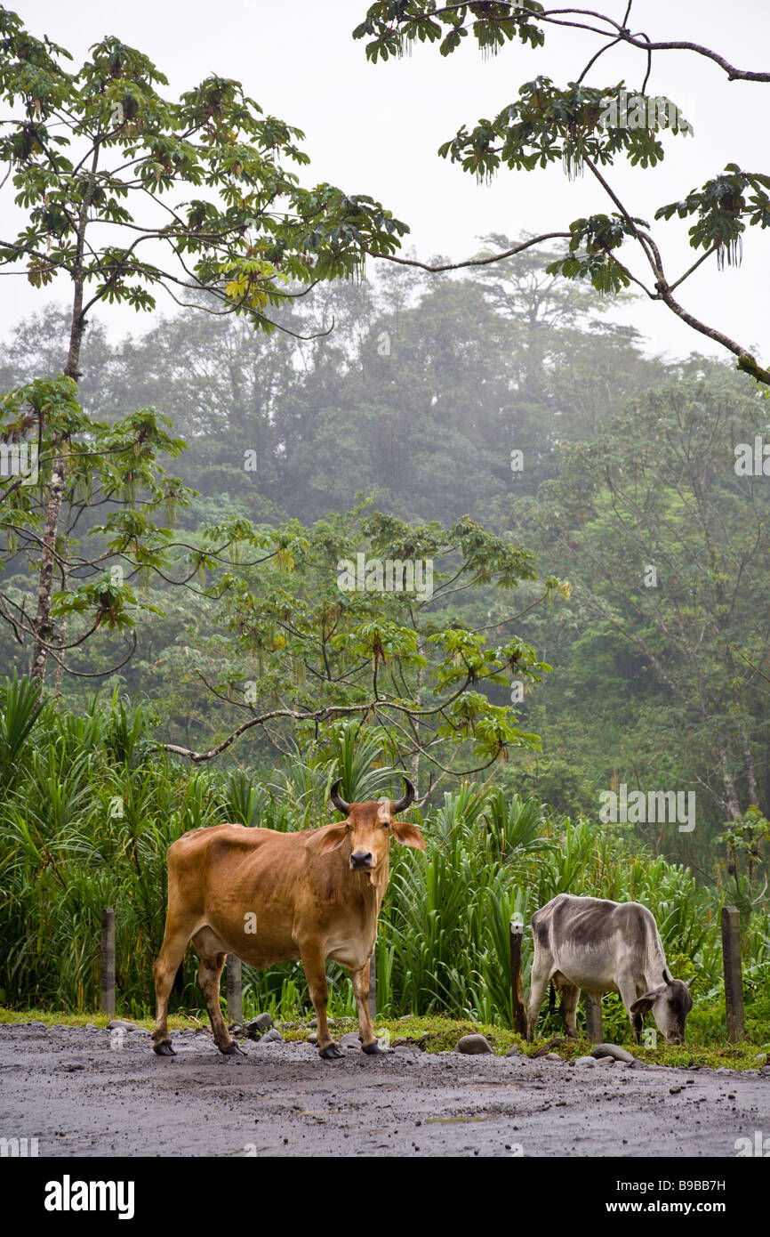 Cows along the road around Lake Arenal in Costa Rica Stock Photo - Alamy