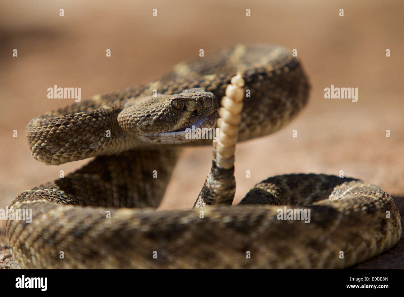 A western diamondback rattlesnake sunning on a rock in the west Texas ...