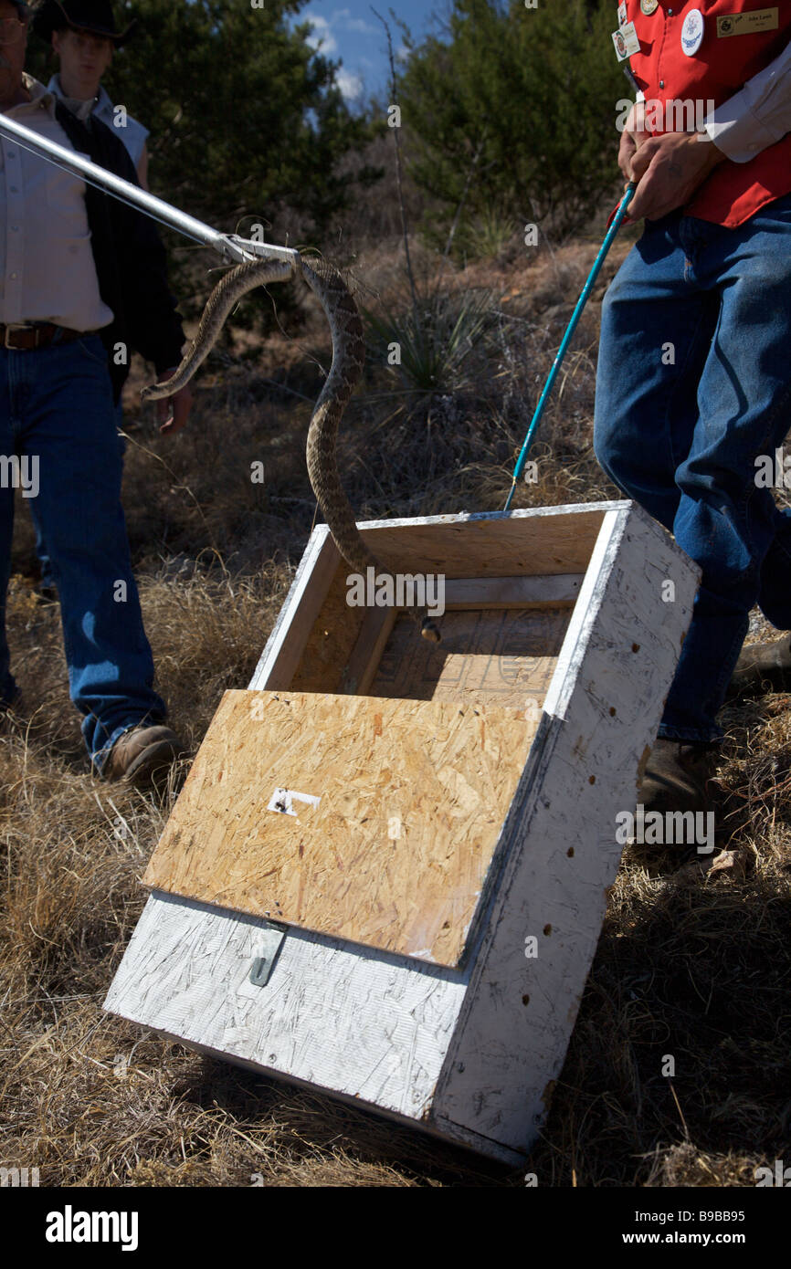 Rattlesnake skin hi-res stock photography and images - Alamy
