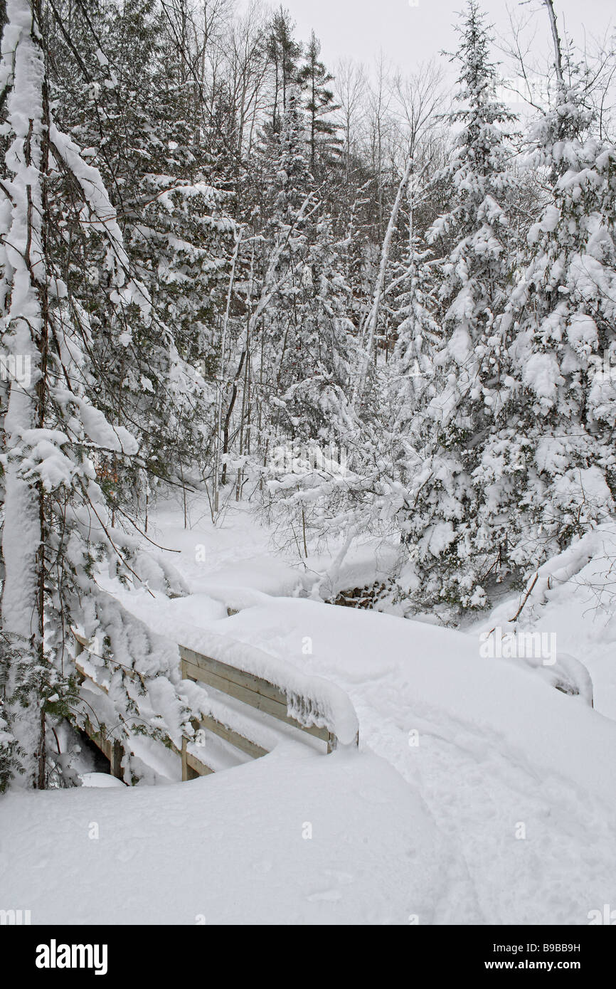 Hiawatha National Forest Upper Peninsula Michigan MI North America ...