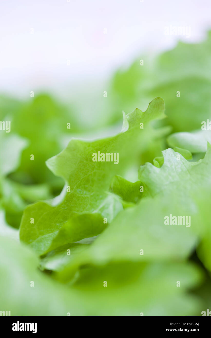 Lettuce leaves hi-res stock photography and images - Alamy