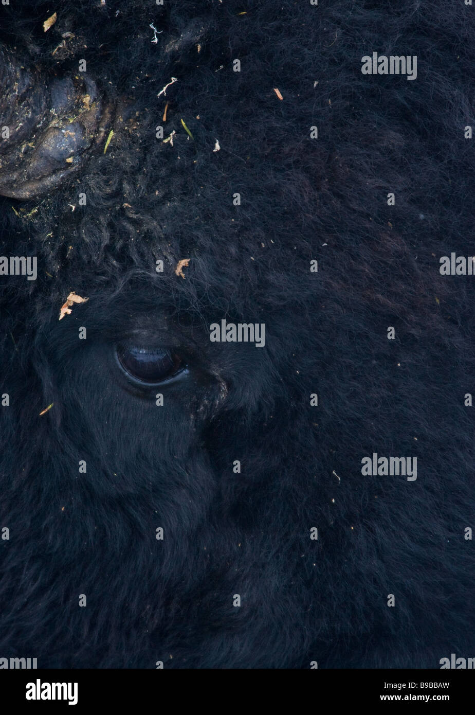 Bison Eye High Resolution Stock Photography and Images - Alamy