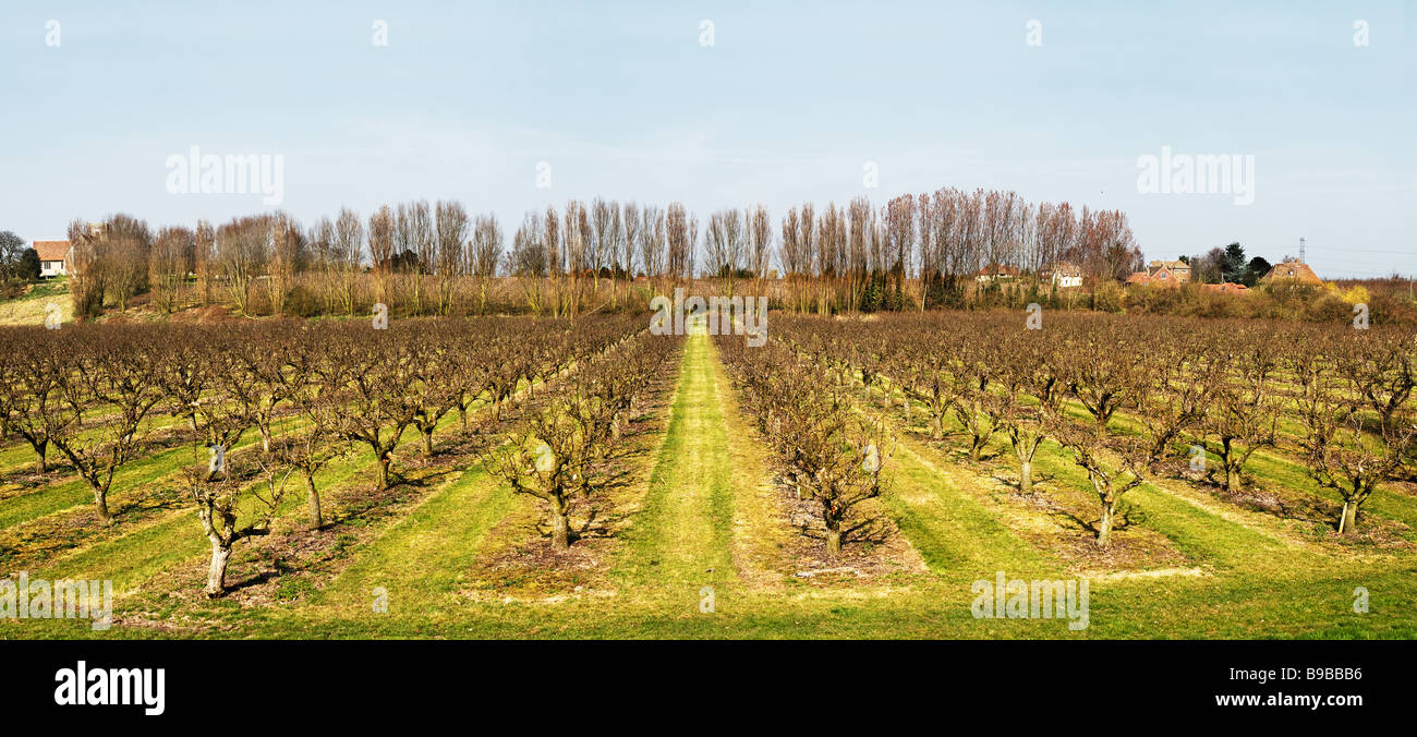 A panoramic view of a fruit orchard in Kent Stock Photo - Alamy