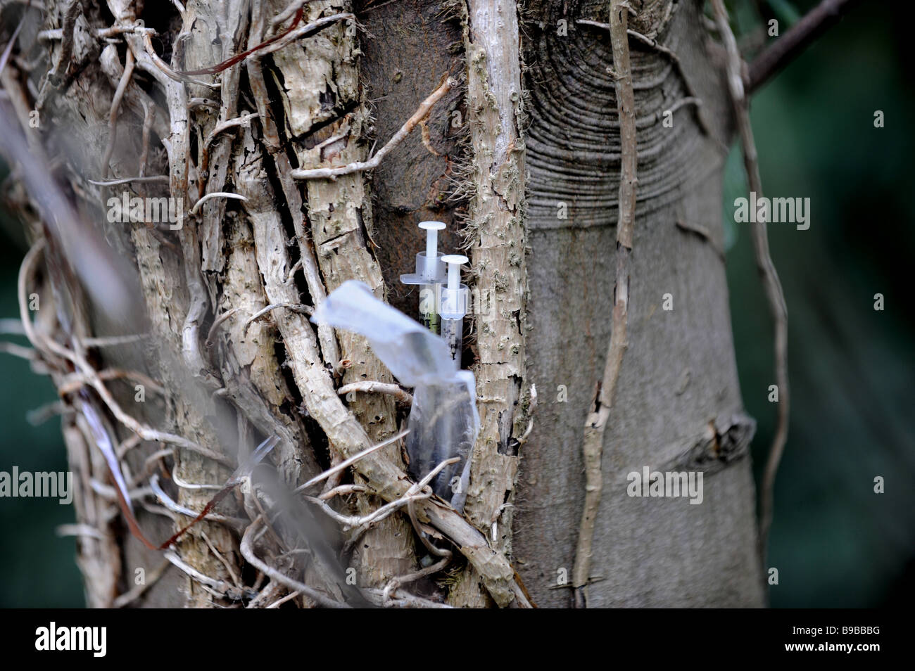 Two used hypodermic needles stuck in a tree trunk Stock Photo - Alamy