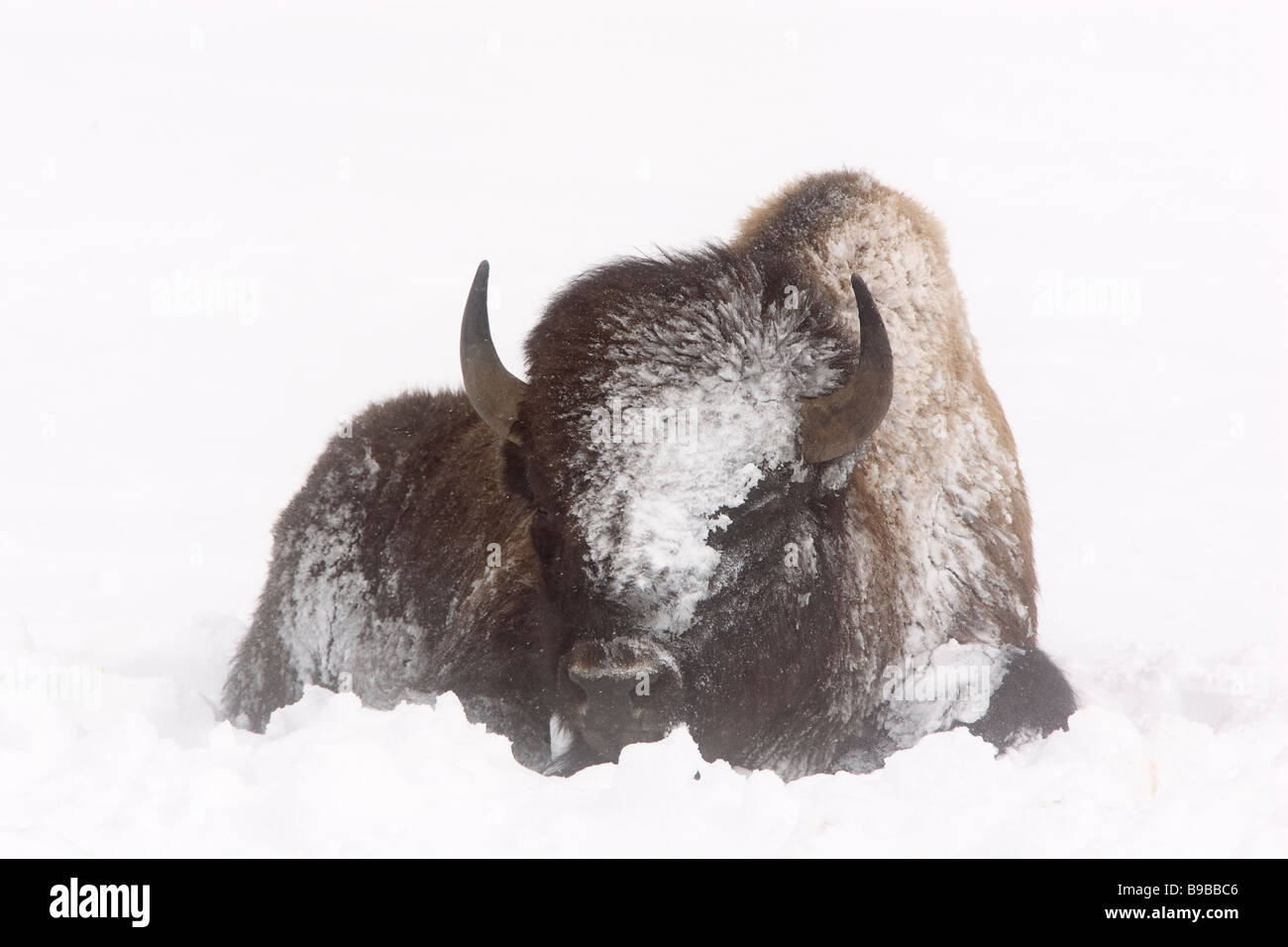 Snow deep Cut Out Stock Images & Pictures - Alamy