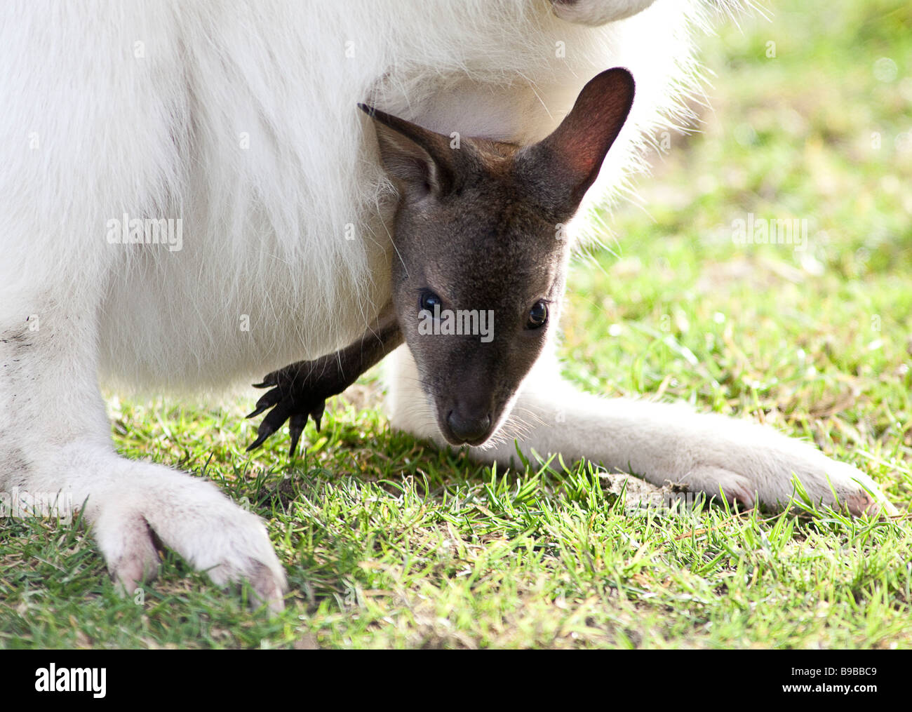 A white wallaby who gave birth to a grey baby seen here still in it s ...