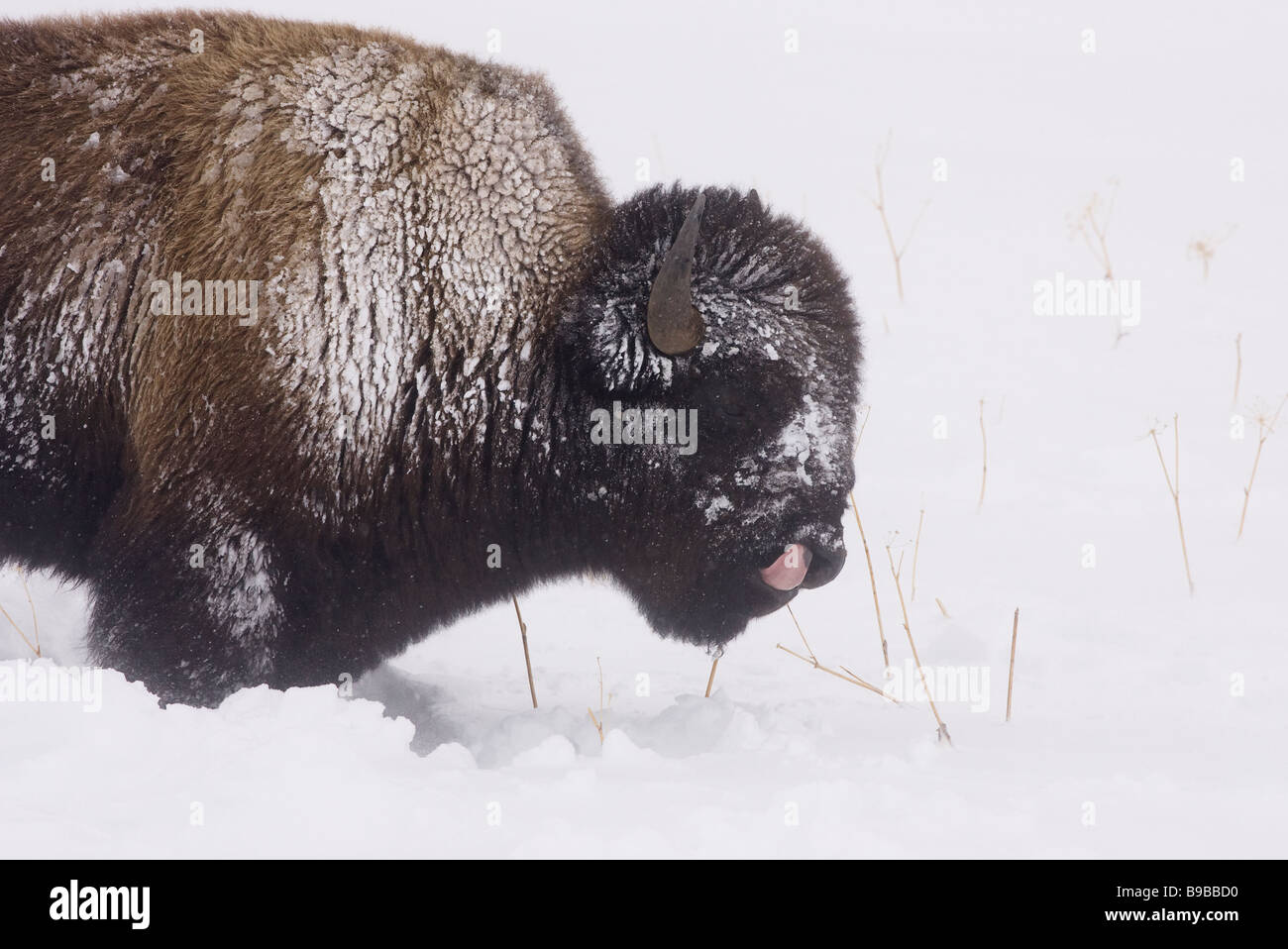Bison tongue hi-res stock photography and images - Alamy
