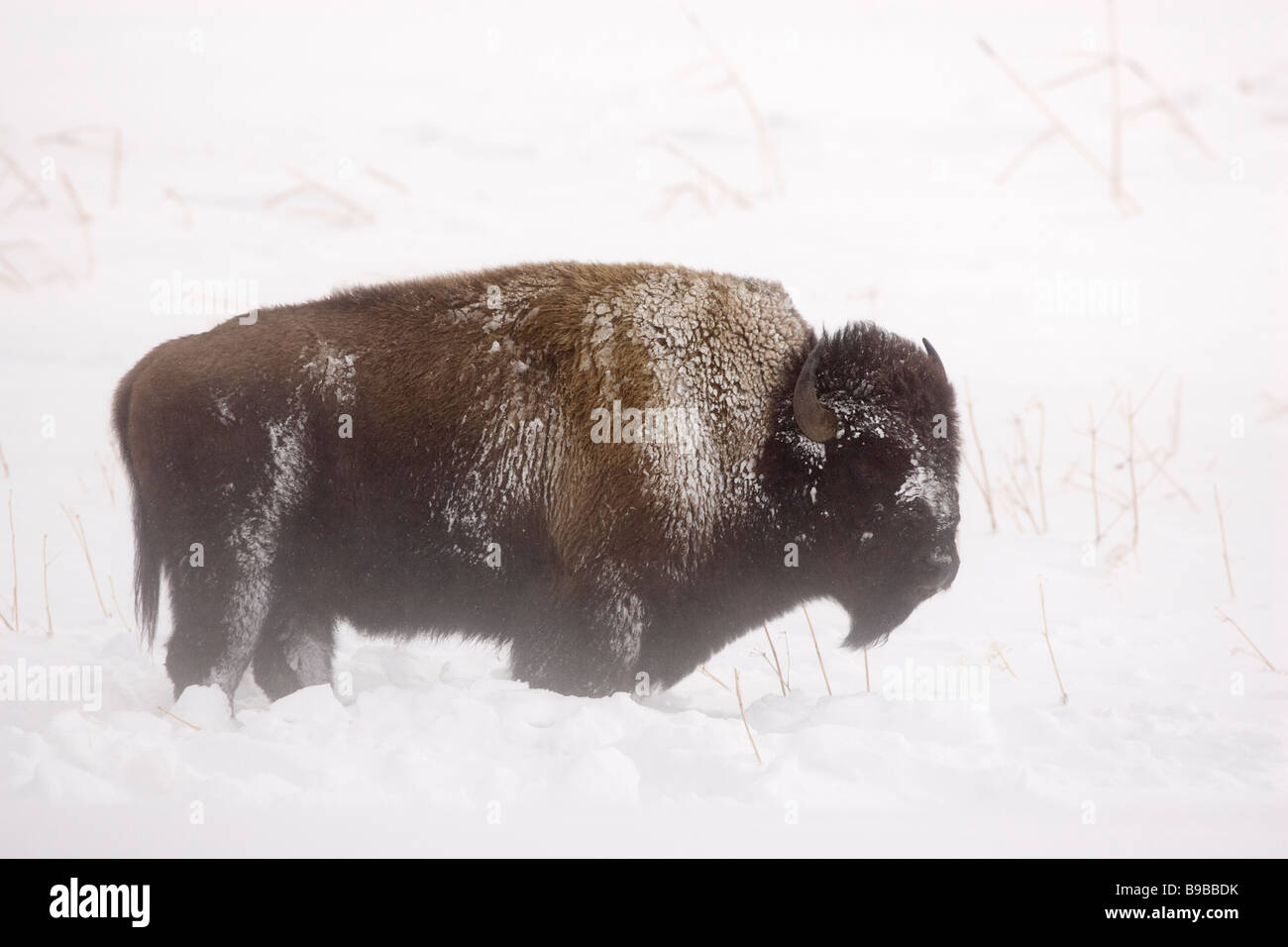 Bison standing at hi-res stock photography and images - Alamy