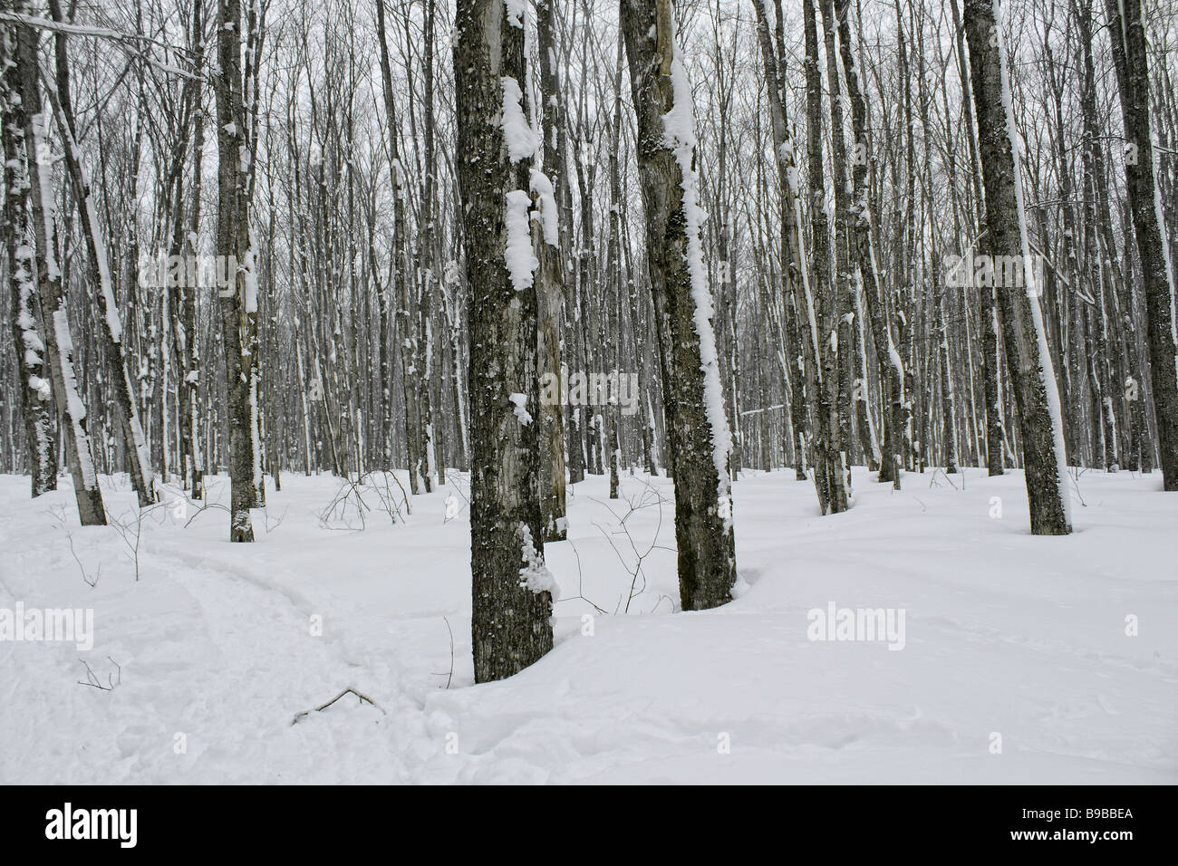 Dense forest trees without leaves hi-res stock photography and images ...