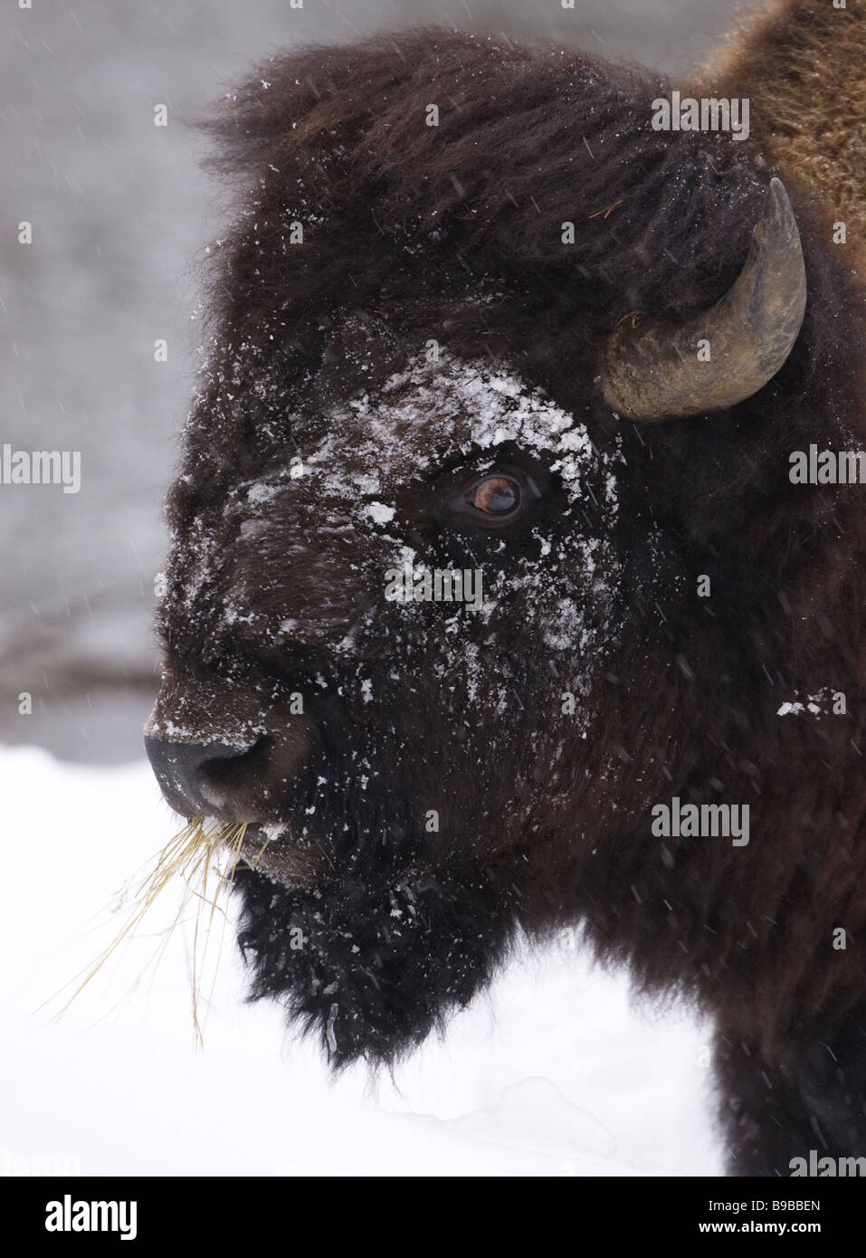 American bison hi-res stock photography and images - Alamy