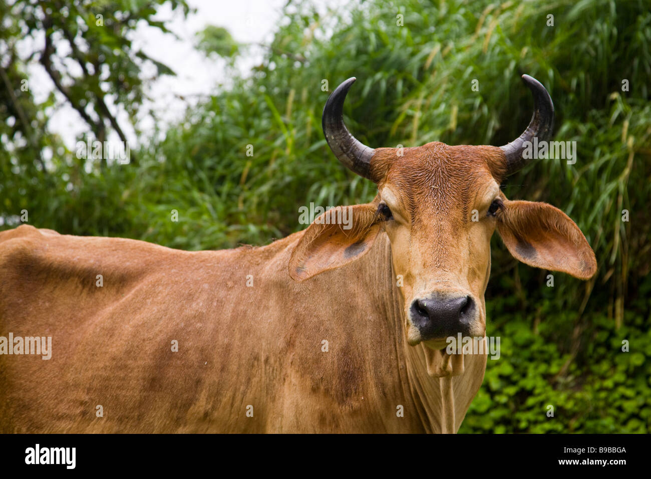 Portrait of a cow along the road around Lake Arenal in Costa Rica Stock ...