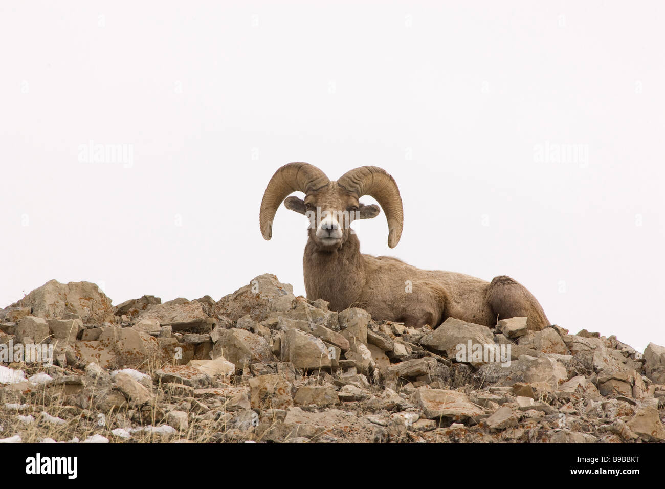 Bighorn sheep ram lying down hi-res stock photography and images - Alamy