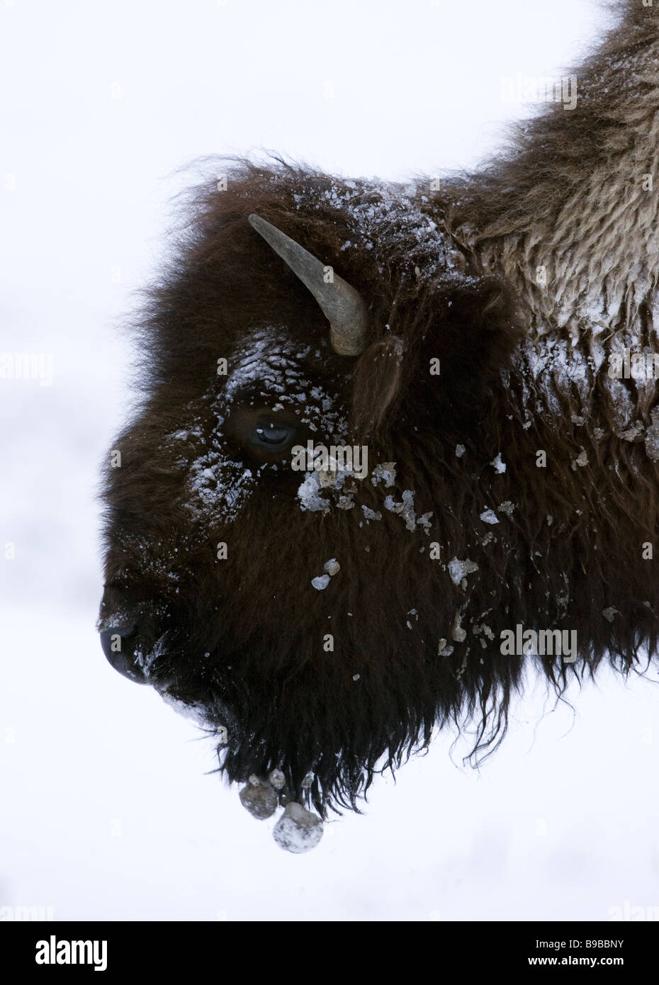 Bison fur hi-res stock photography and images - Alamy