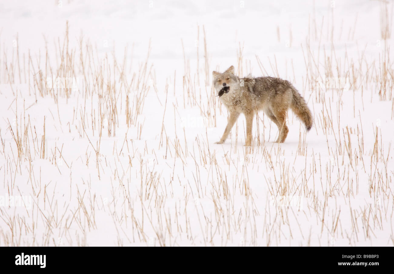 Coyote eating hi-res stock photography and images - Alamy