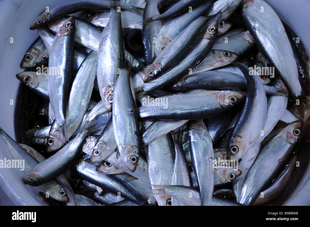 Sprat hi-res stock photography and images - Alamy