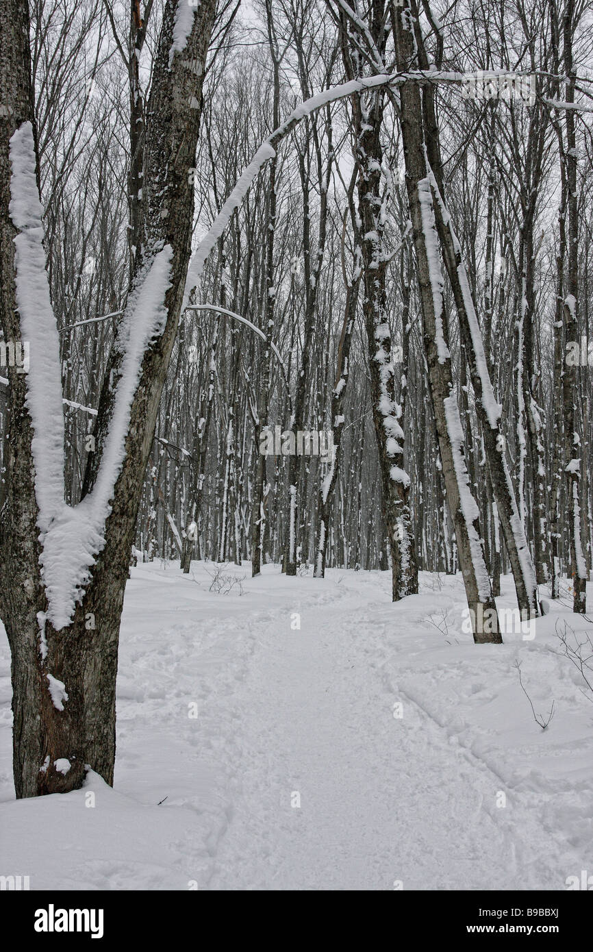 Countryside in Michigan USA winter landscape snowy forest snow drifts ...