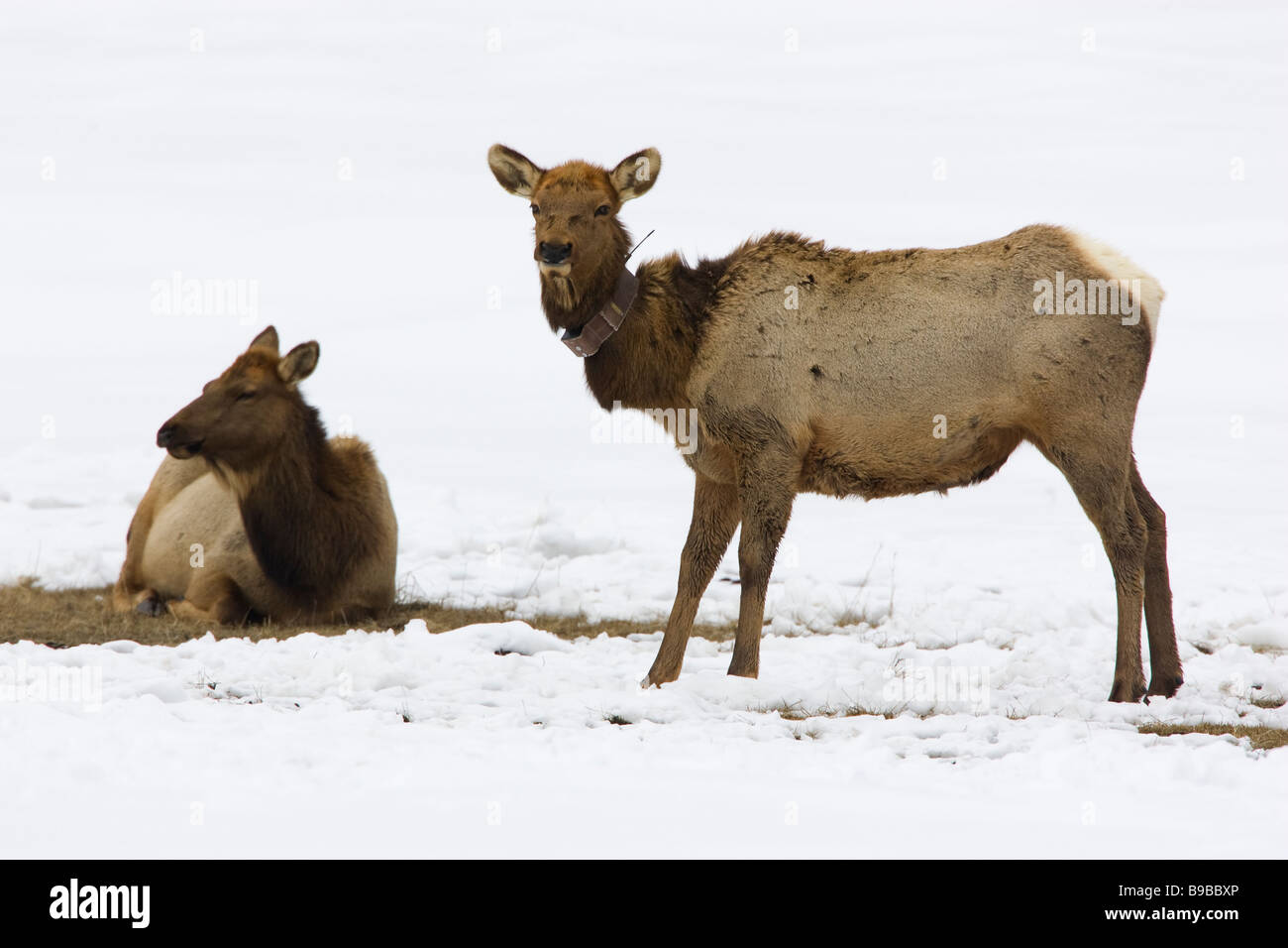Elk Cow with Tracking Collar Cervus canadensis Stock Photo - Alamy