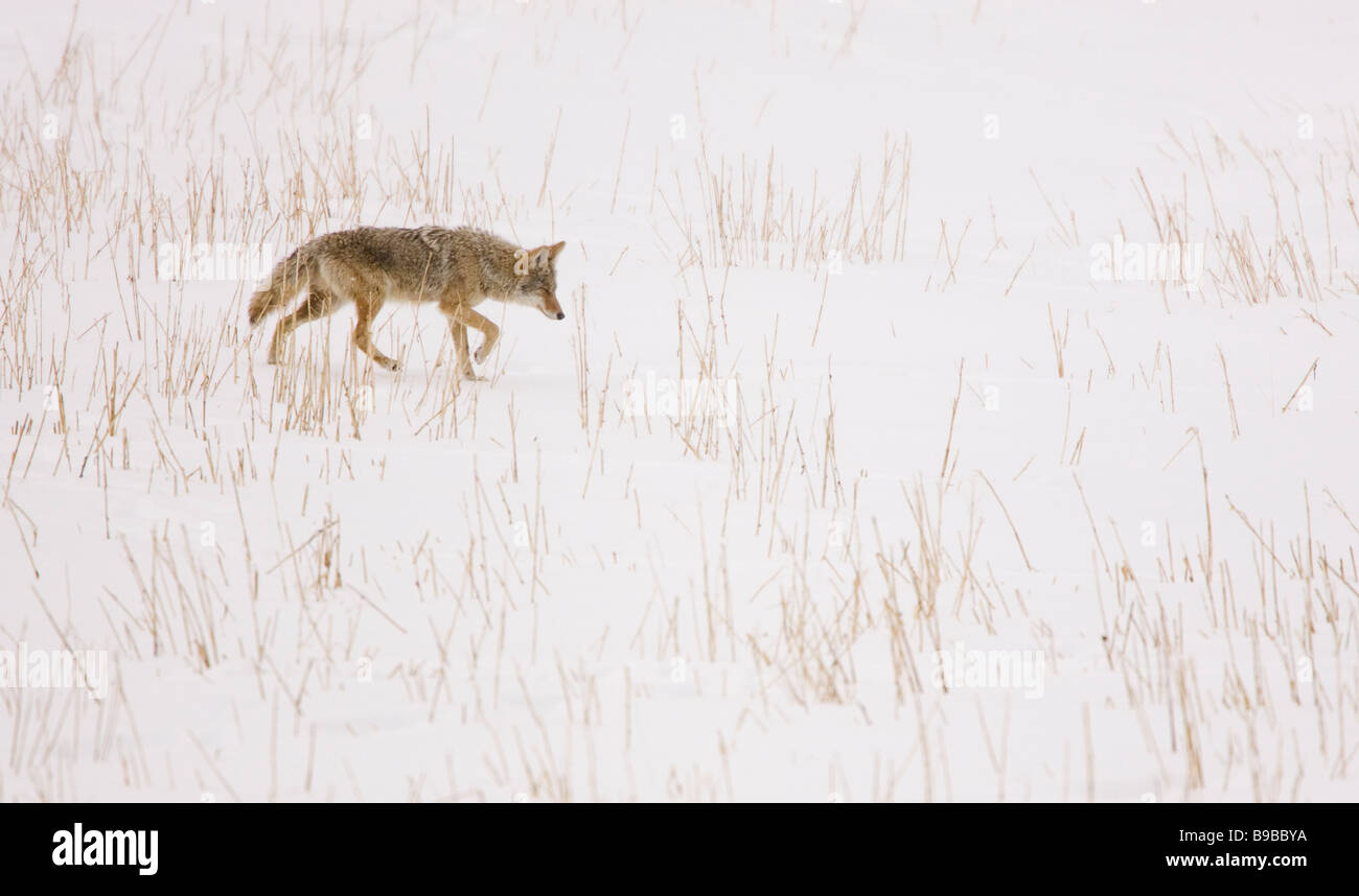 Coyote With Prey High Resolution Stock Photography and Images - Alamy