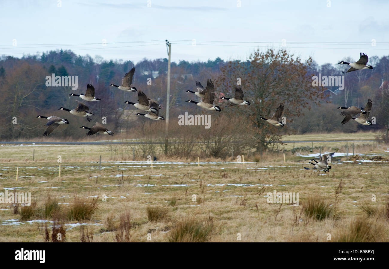 Canada Goose flying Stock Photo - Alamy