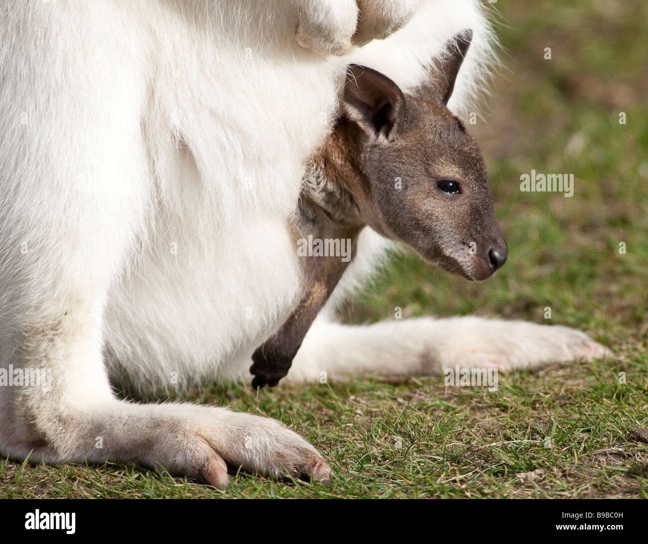 Wallaby baby birth hi-res stock photography and images - Alamy