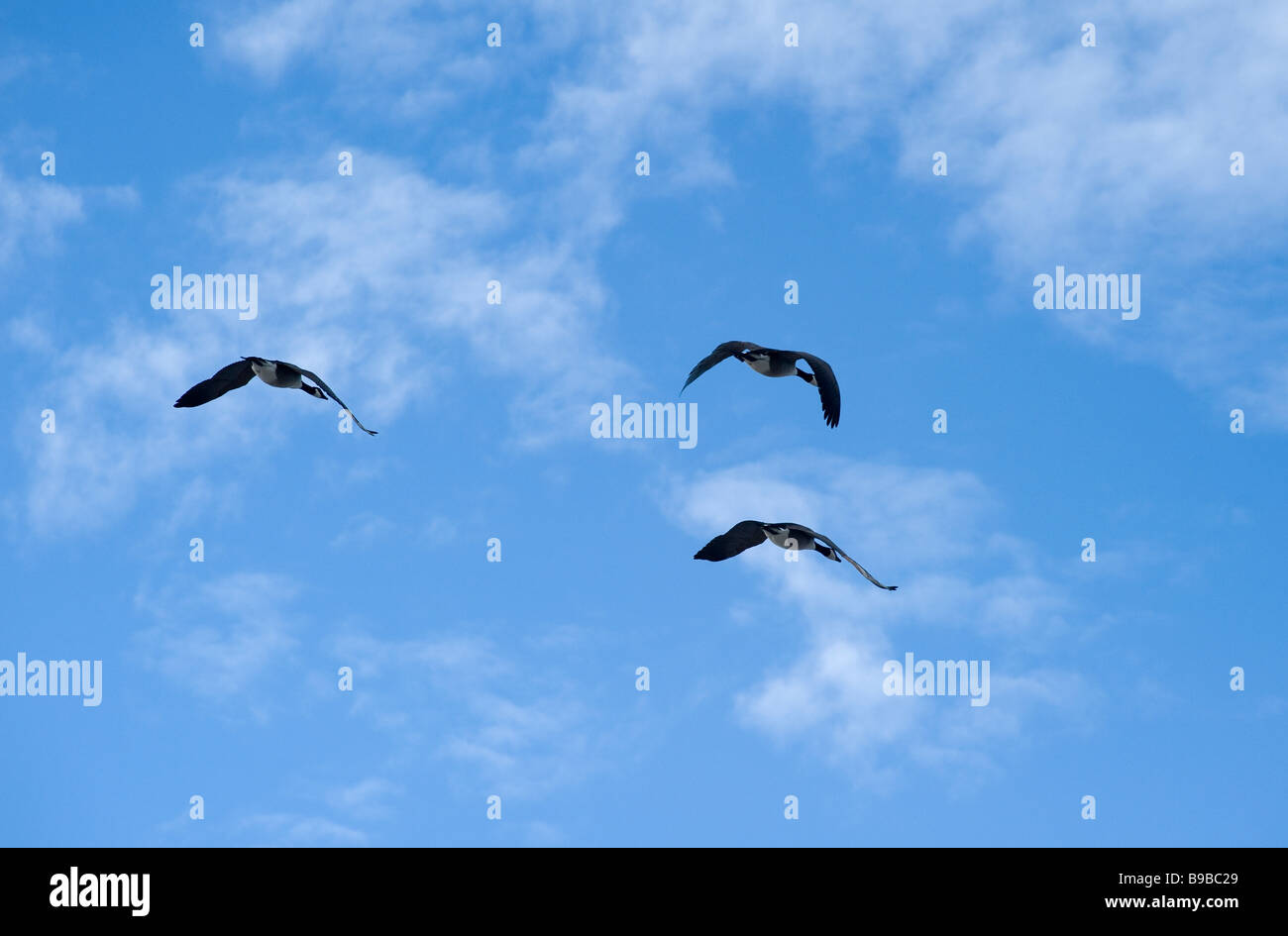 Common Cranes flying in group formation Stock Photo - Alamy